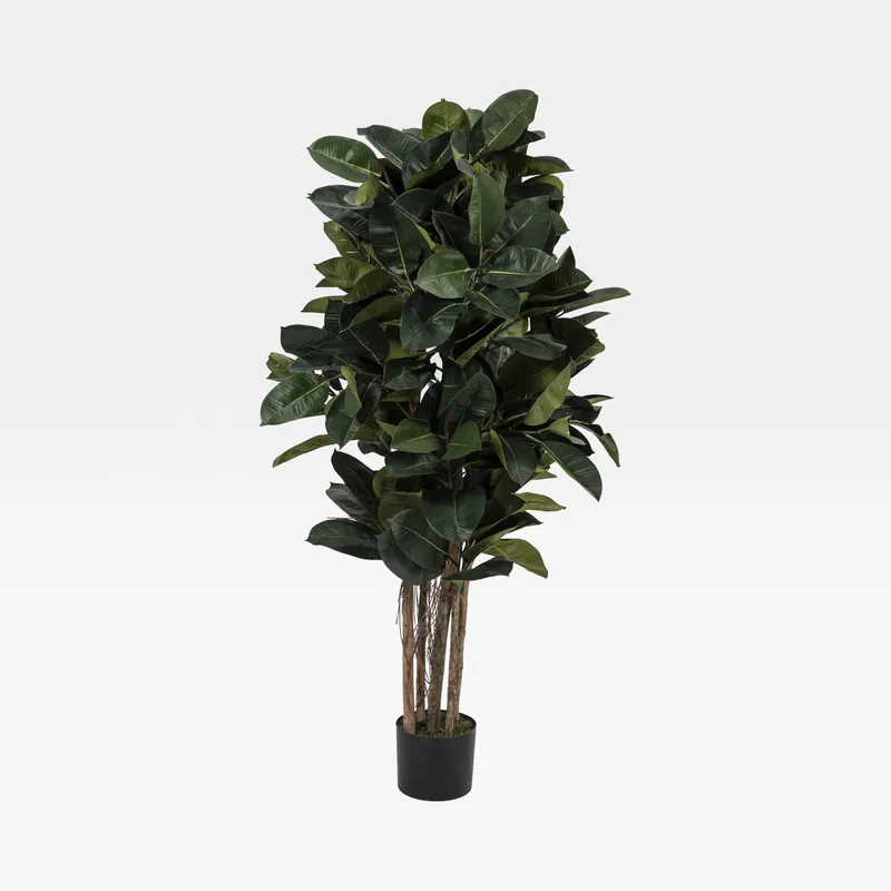 Shop OAK ficus tree green - H150cm Online | 668169 | United Arab...