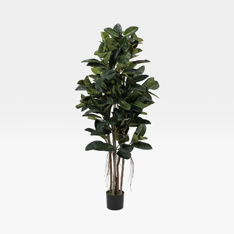 Shop OAK ficus tree green - H180cm Online | 668176 | United Arab...